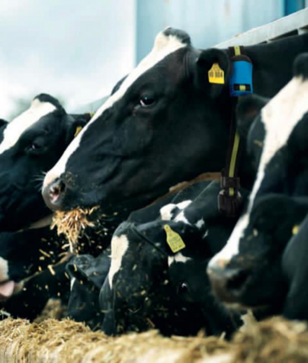 SenseHub Livestock Intelligence – EFS